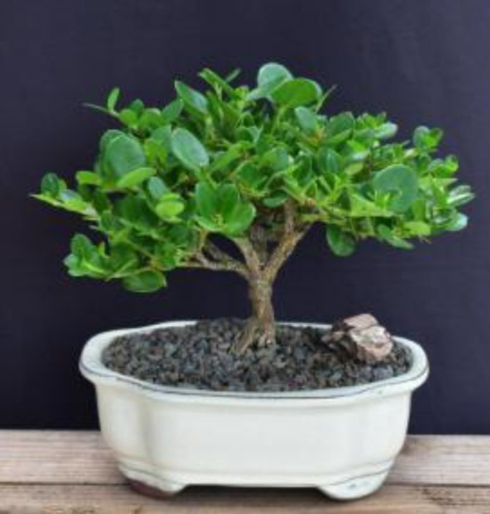 Flowering Dwarf Plum Bonsai Tree Flower Plant - Medium (carissa ...