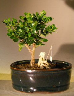 Flowering Dwarf Plum Bonsai Tree Plant Land/Water Pot - Small (carissa ...