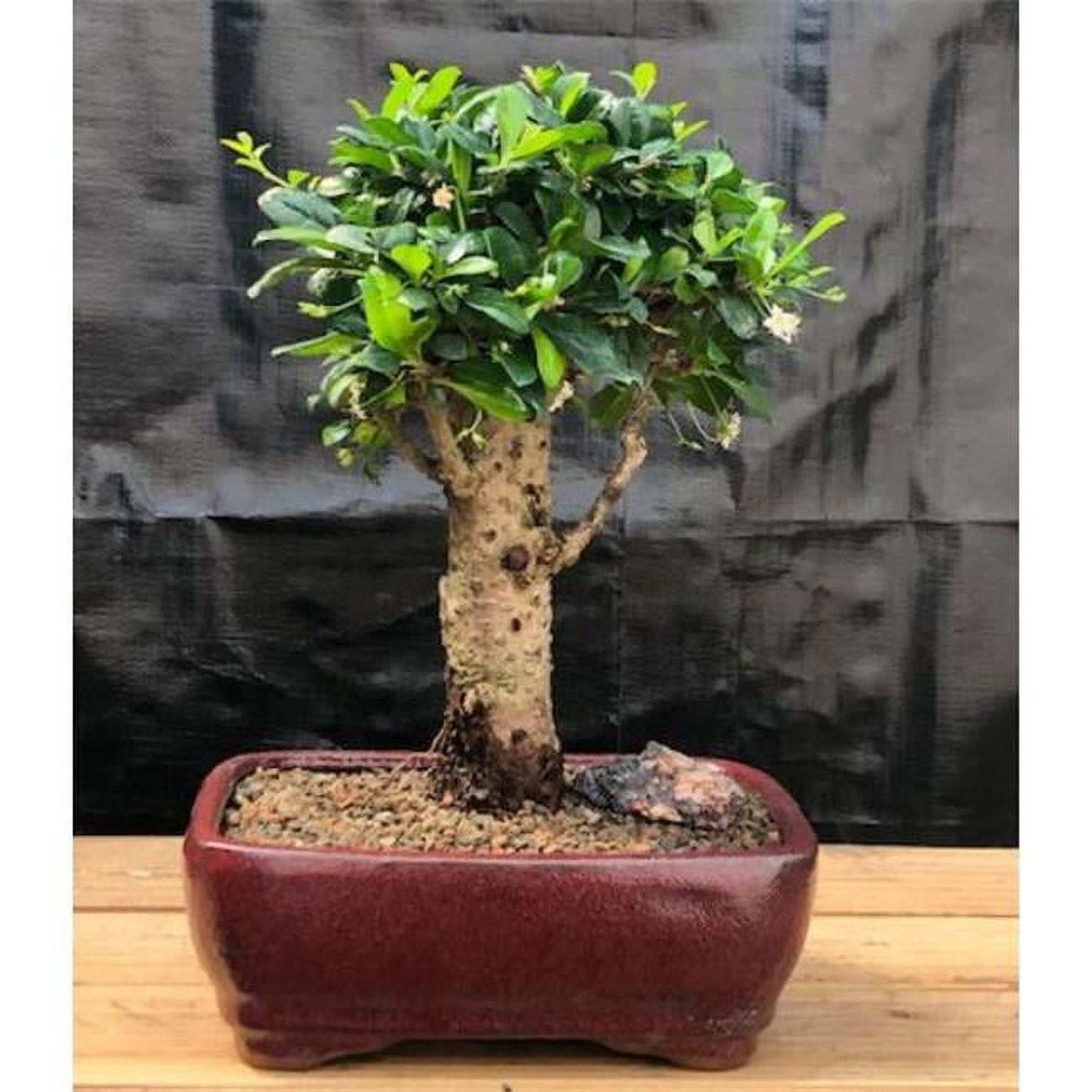 Flowering Fukien Tea Tree - Upright Aged & Ehretia Microphylla - Large ...