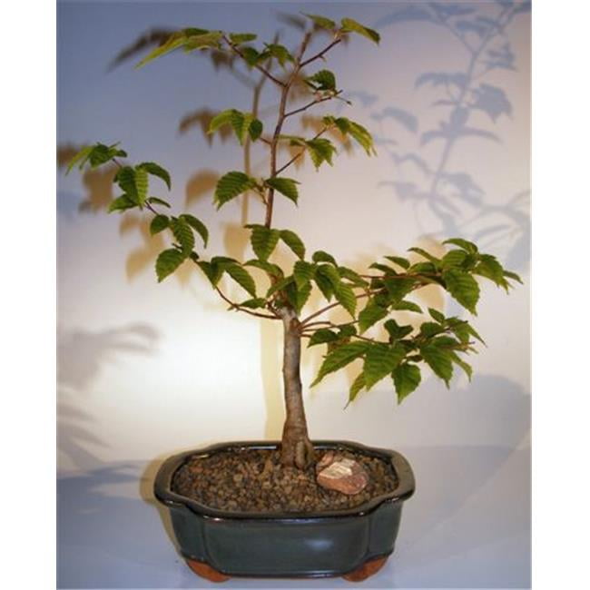 Flowering Japanese Loose Hornbeam Bonsai Tree - Carpinus Laxiflora ...