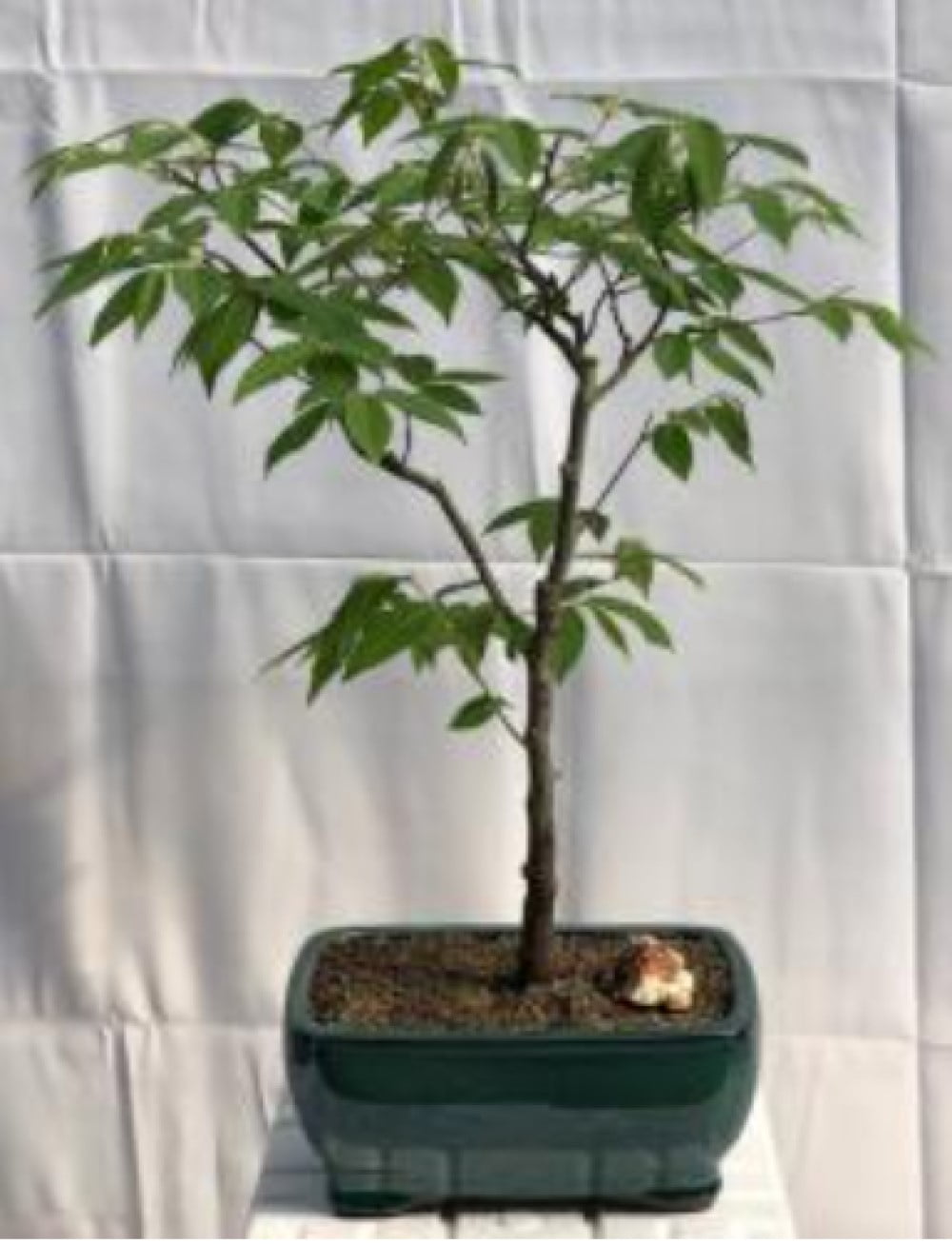 Flowering Japanese Loose Hornbeam Bonsai Tree Flower Plant (carpinus ...