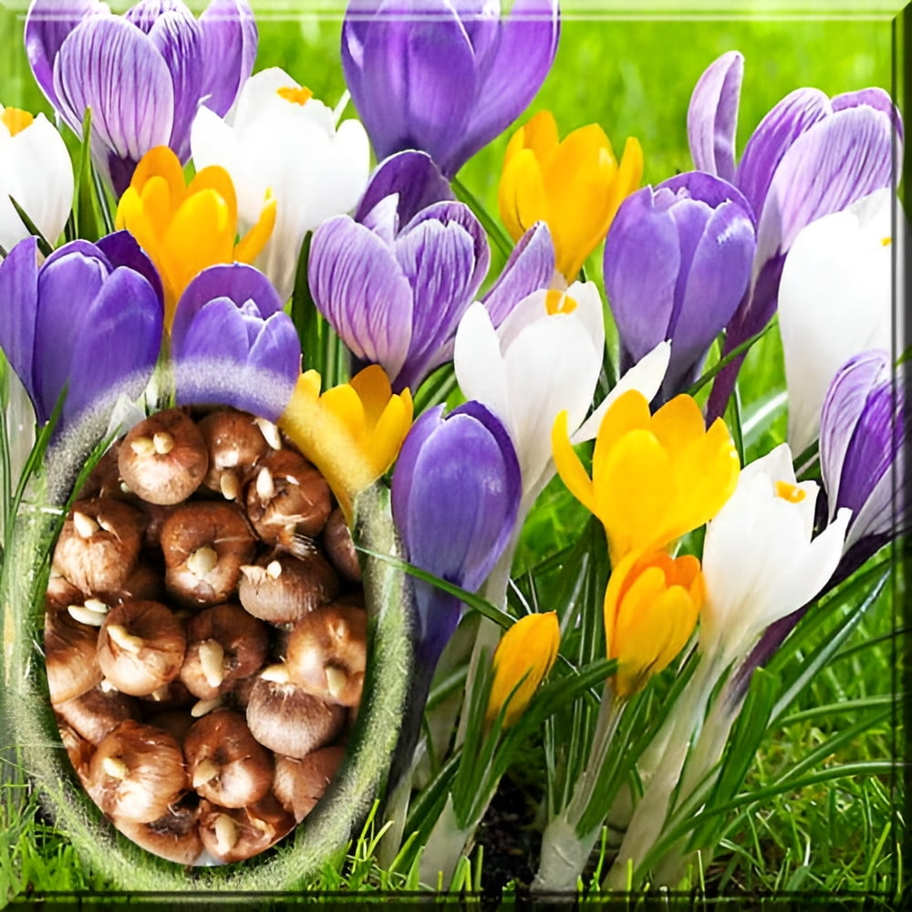 Walmart's Large Flowering Crocus Mix - 20 Bulbs in White, Yellow ...