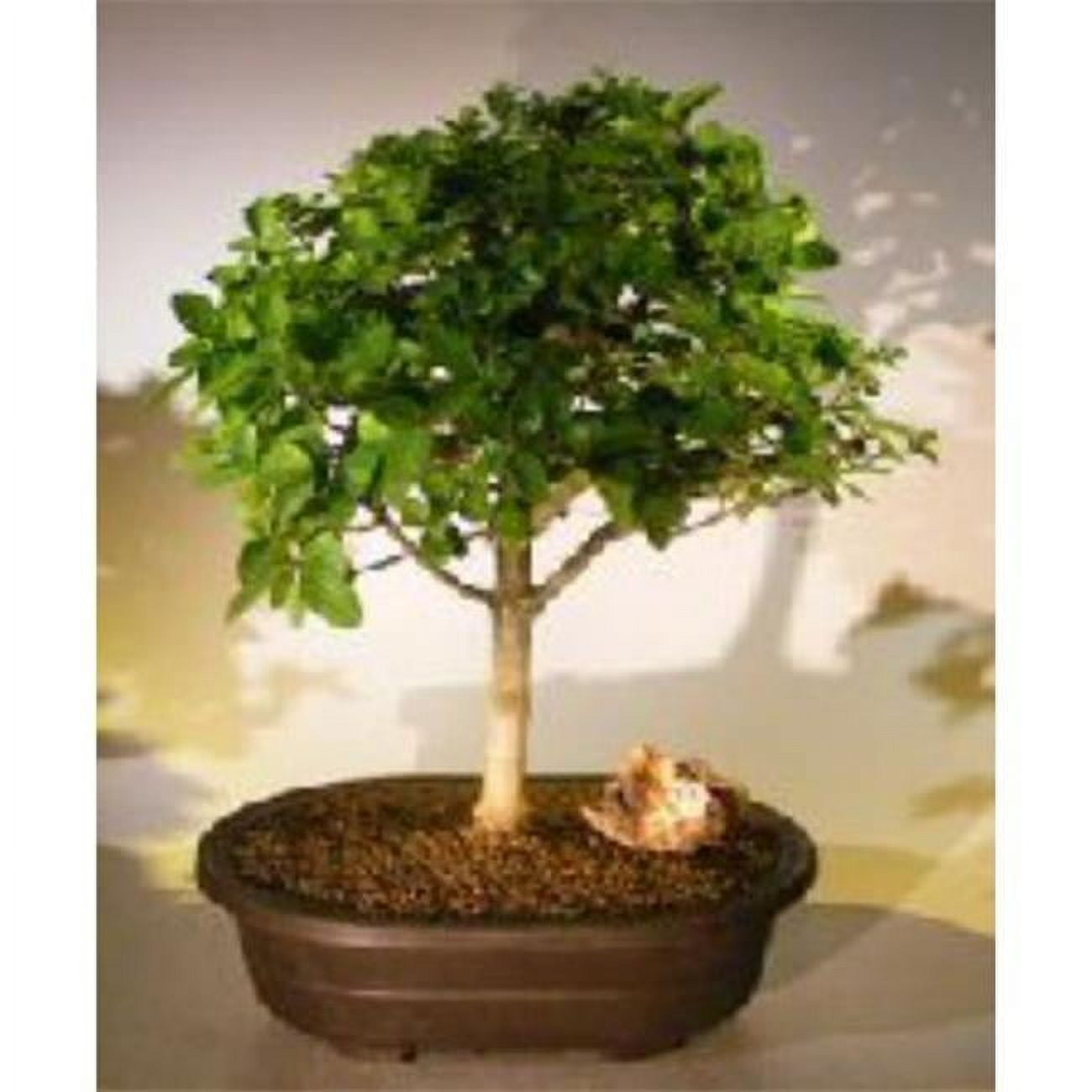 Flowering Premna Obtusifolia Tree - Walmart.com