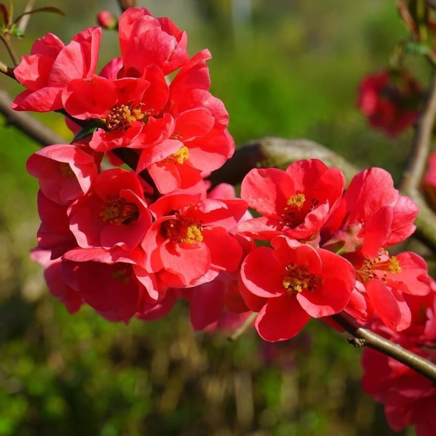 Flowering Quince 'Spitfire' - Walmart.com