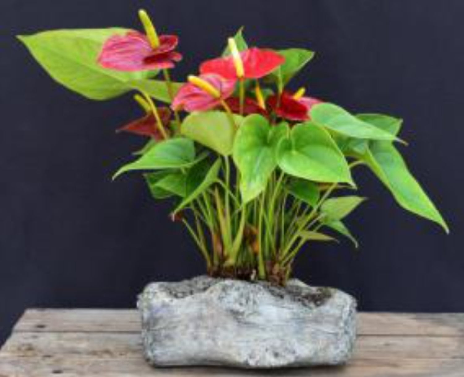 Flowering Red Anthurium ("small talk") Bonsai Tree In Faux Log Planter ...