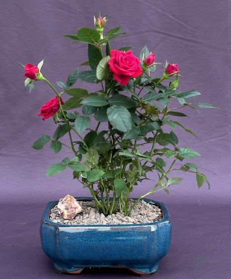 Flowering Red Mini Rose Tiny Red with Recommended Humidity Tray ...