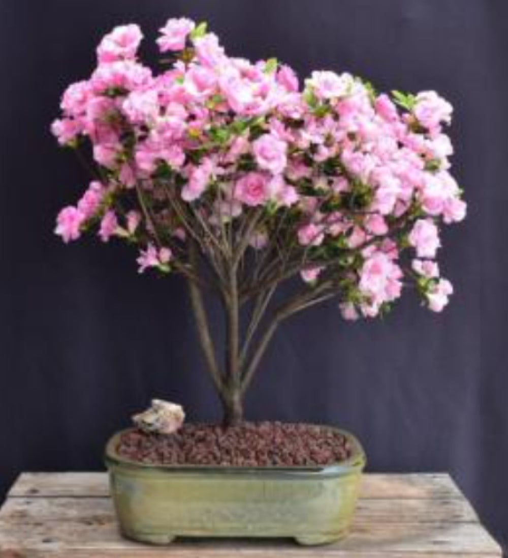 Flowering Rosebud Azalea Bonsai Tree Flower Plant (Rhododendron ...