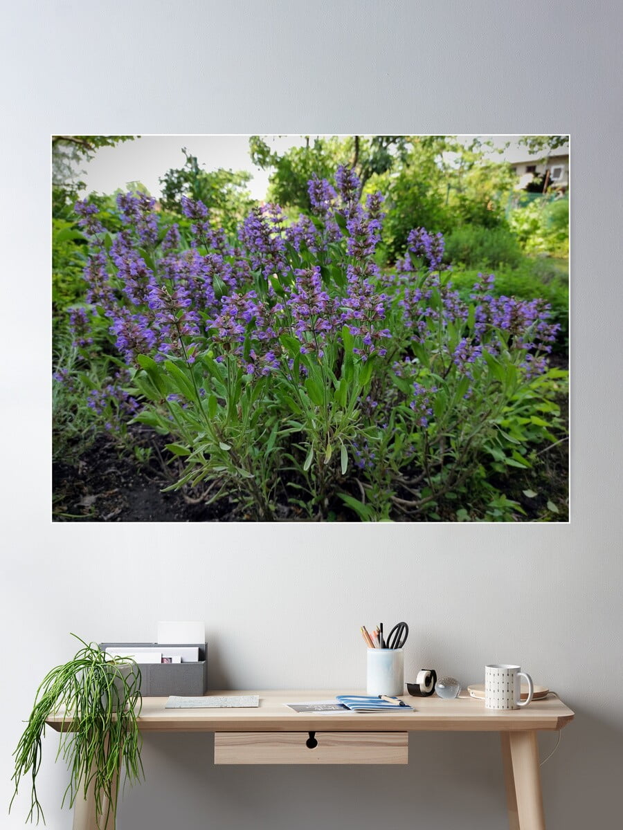 Flowering Sage Poster Wall Art, Modern Wall Decor For Living Room ...