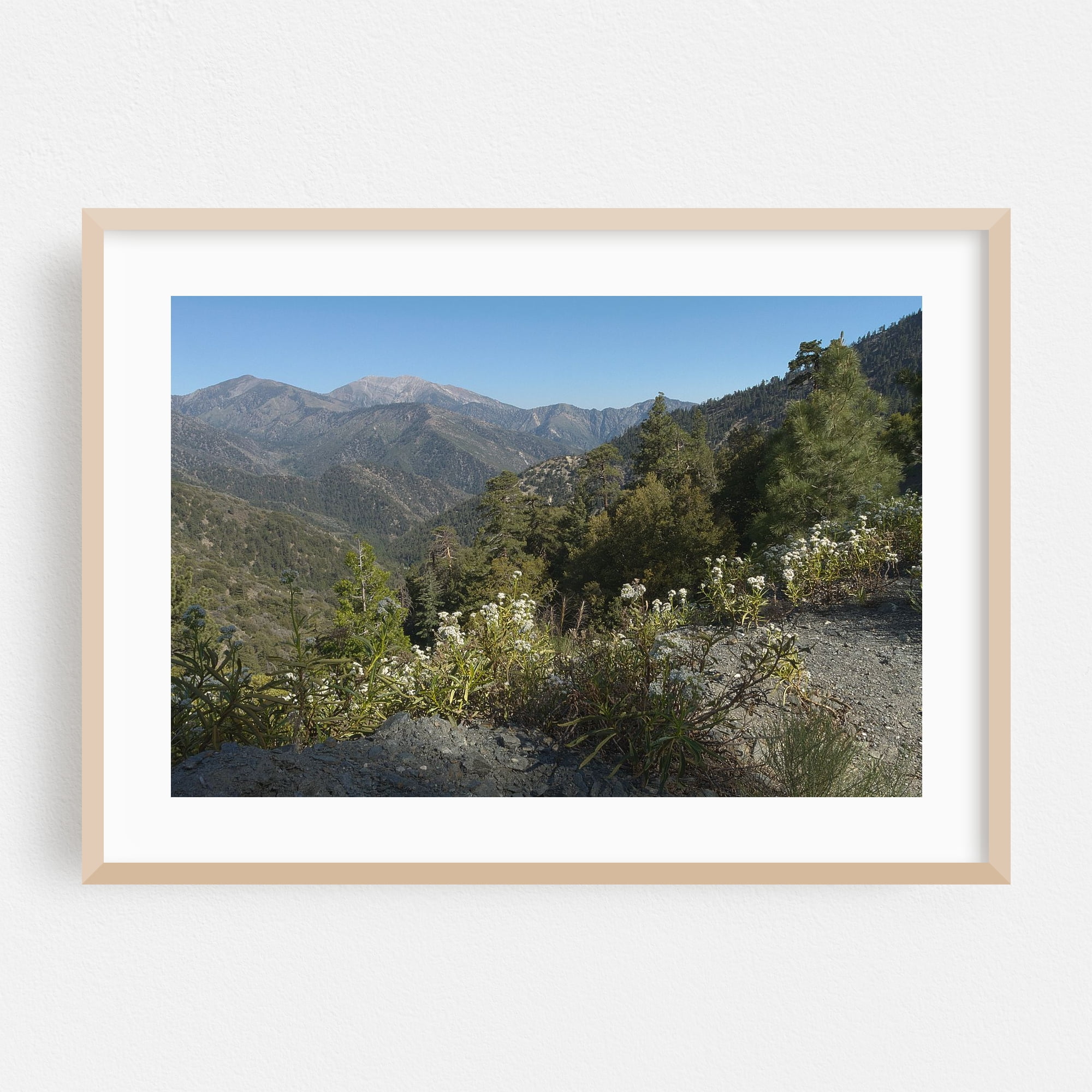 Flowers Off The Angeles Crest Highway - Hidden Springs California ...