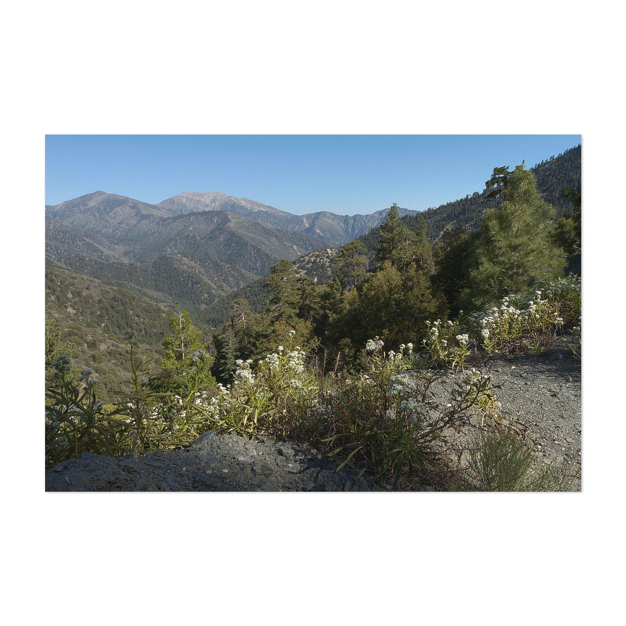 Flowers Off The Angeles Crest Highway - Hidden Springs California ...
