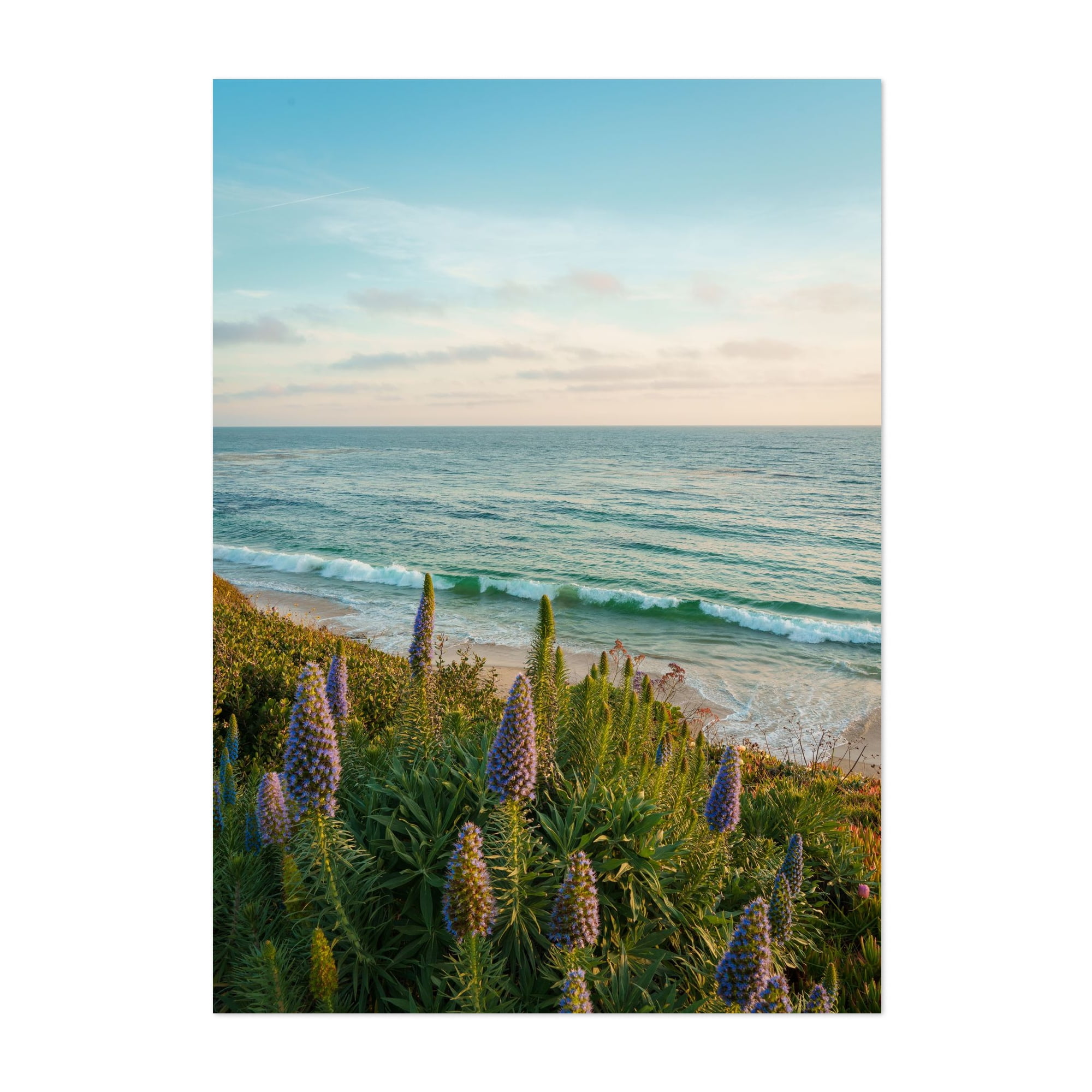 Flowers at Heisler Park, Laguna Beach - Laguna Beach California ...