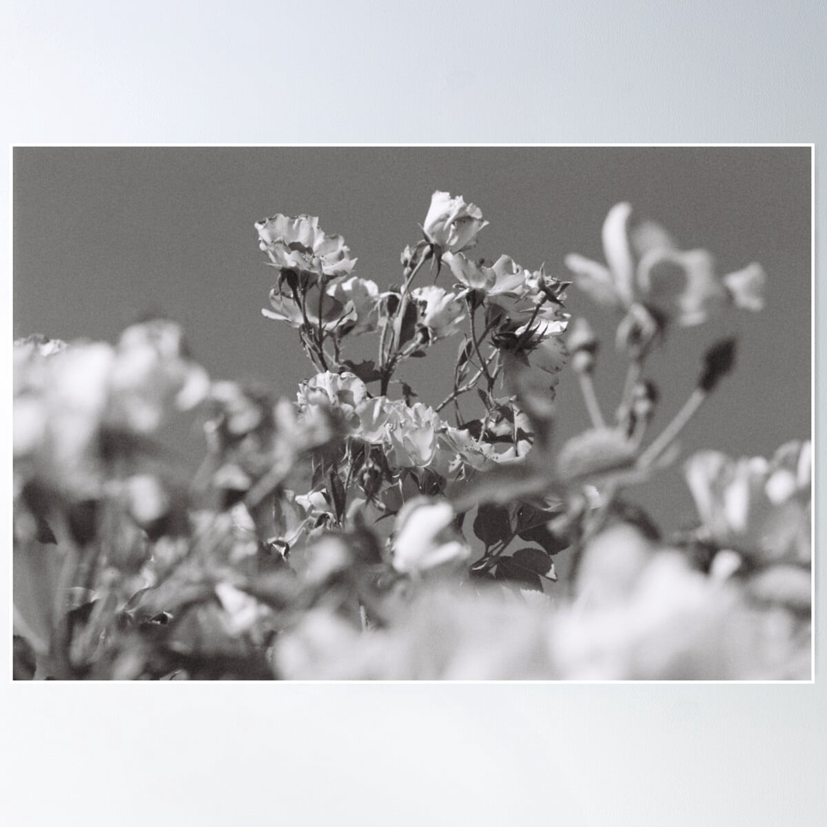 Flowers Without Color Poster Wall Art, Modern Wall Decor For Living ...