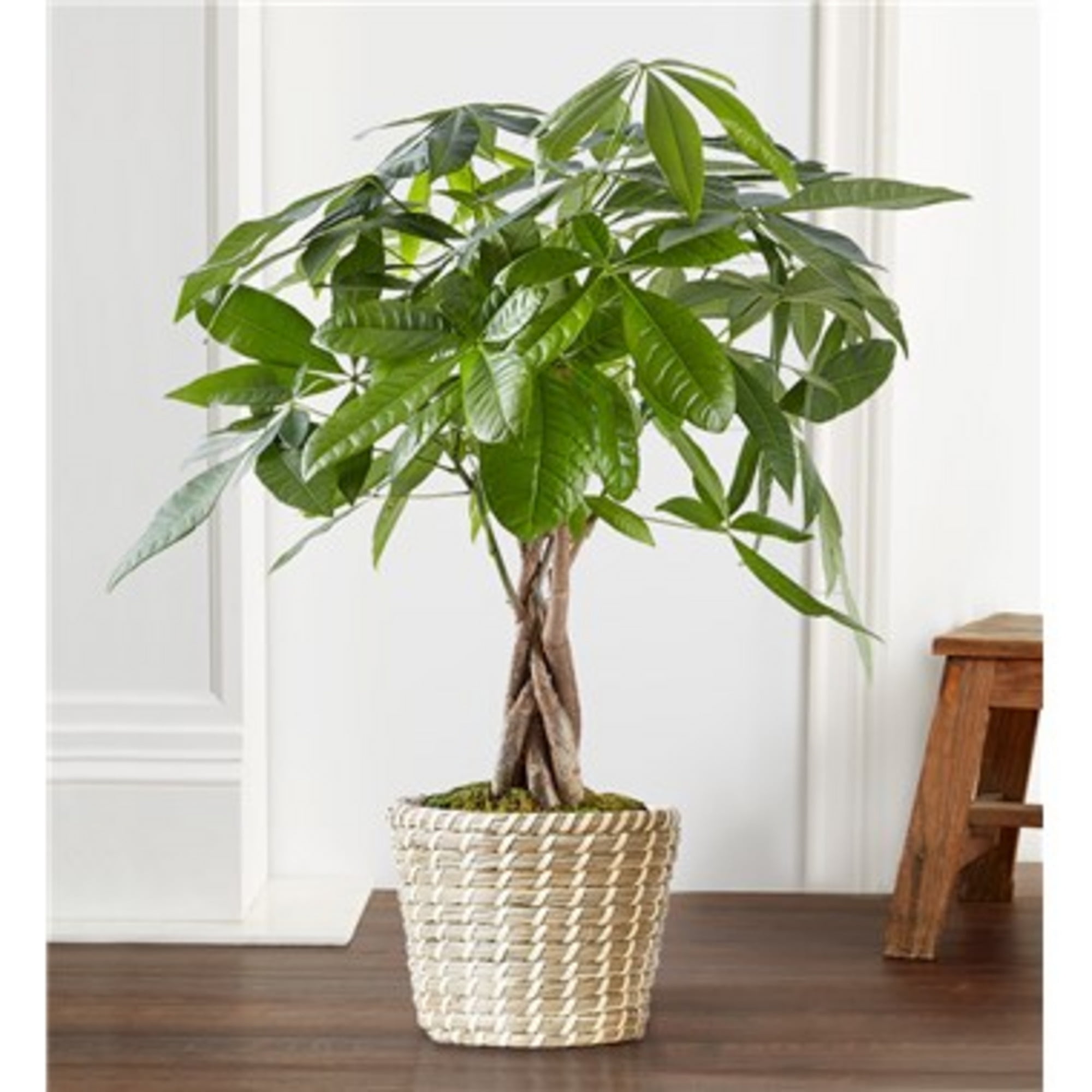 Flowers by Ray Money Tree - Small - Walmart.com