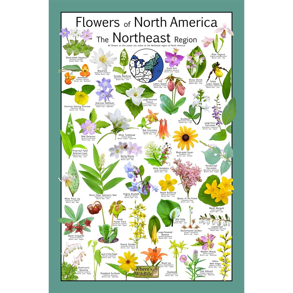 Flowers of North America: The Northeast Region Poster - Native ...