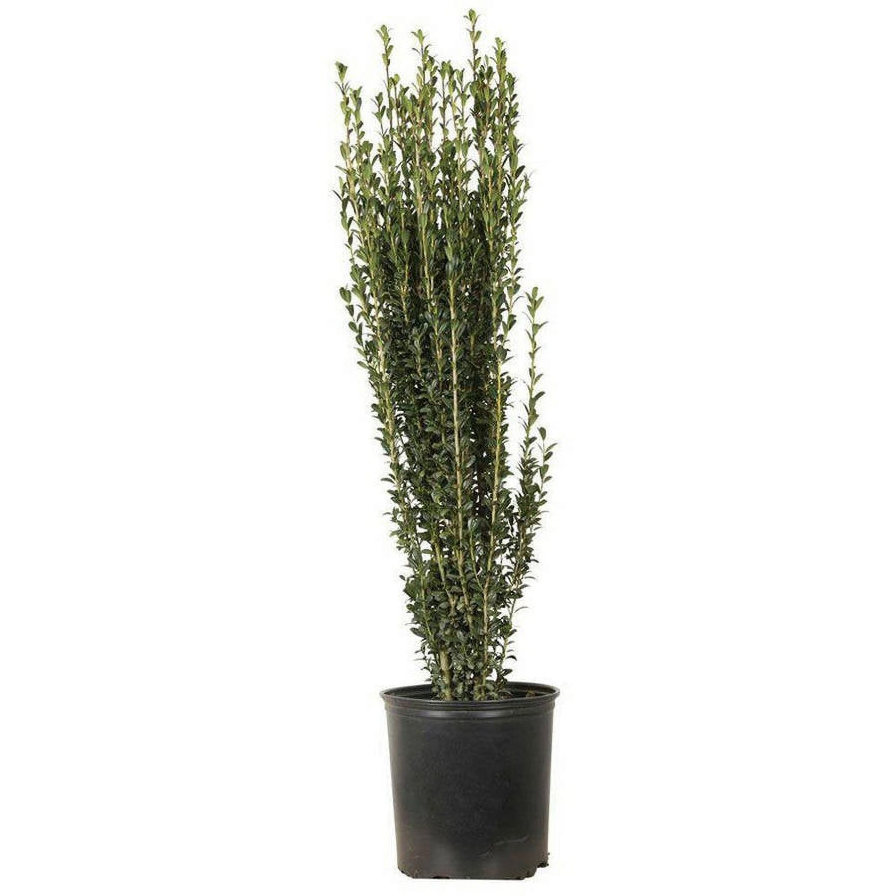 Flowerwood 7 gal Sky Pencil Japanese Holly Live Shrub, Evergreen ...