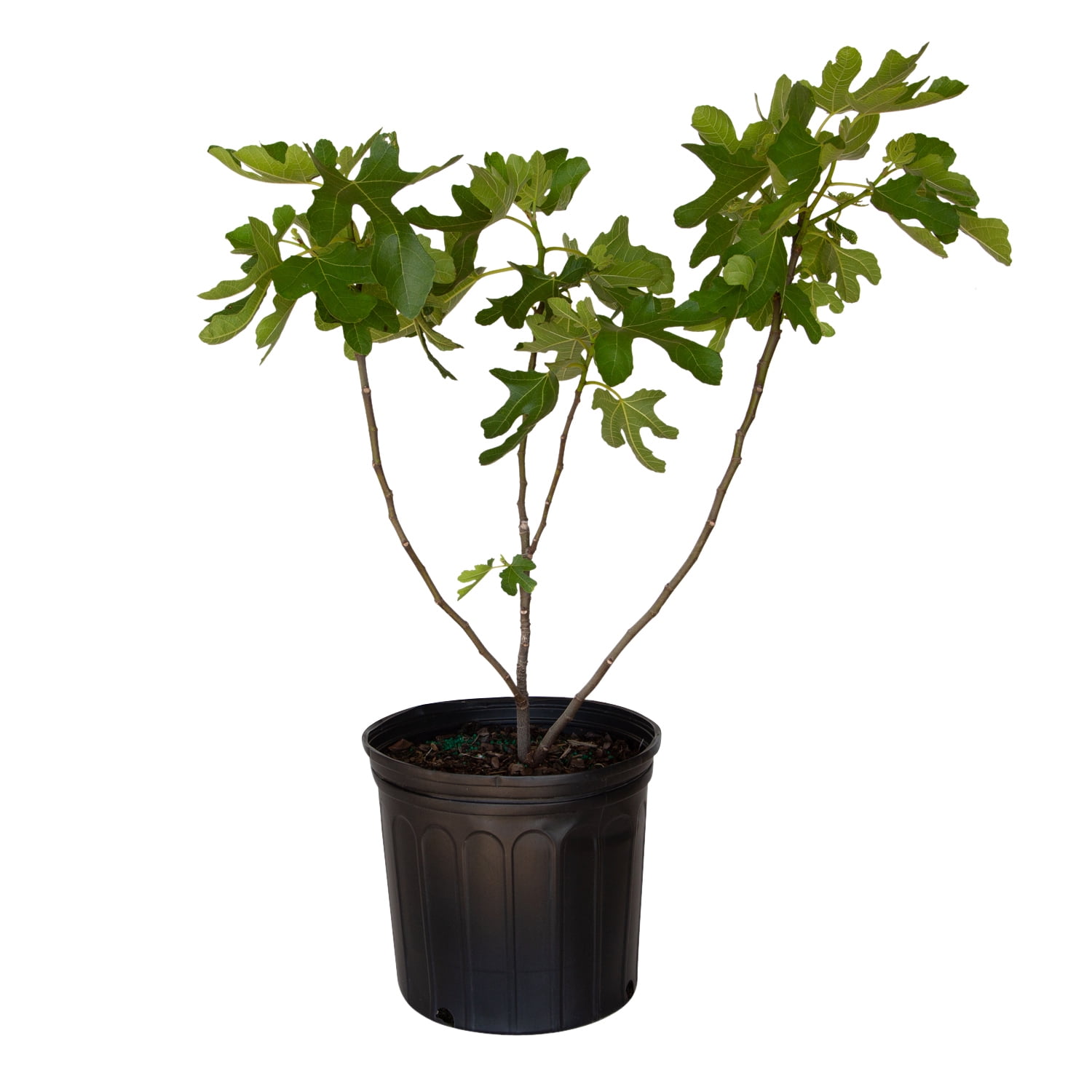 Expert Gardener Flowerwood Brown Turkey Fig Live Tree - Walmart.com