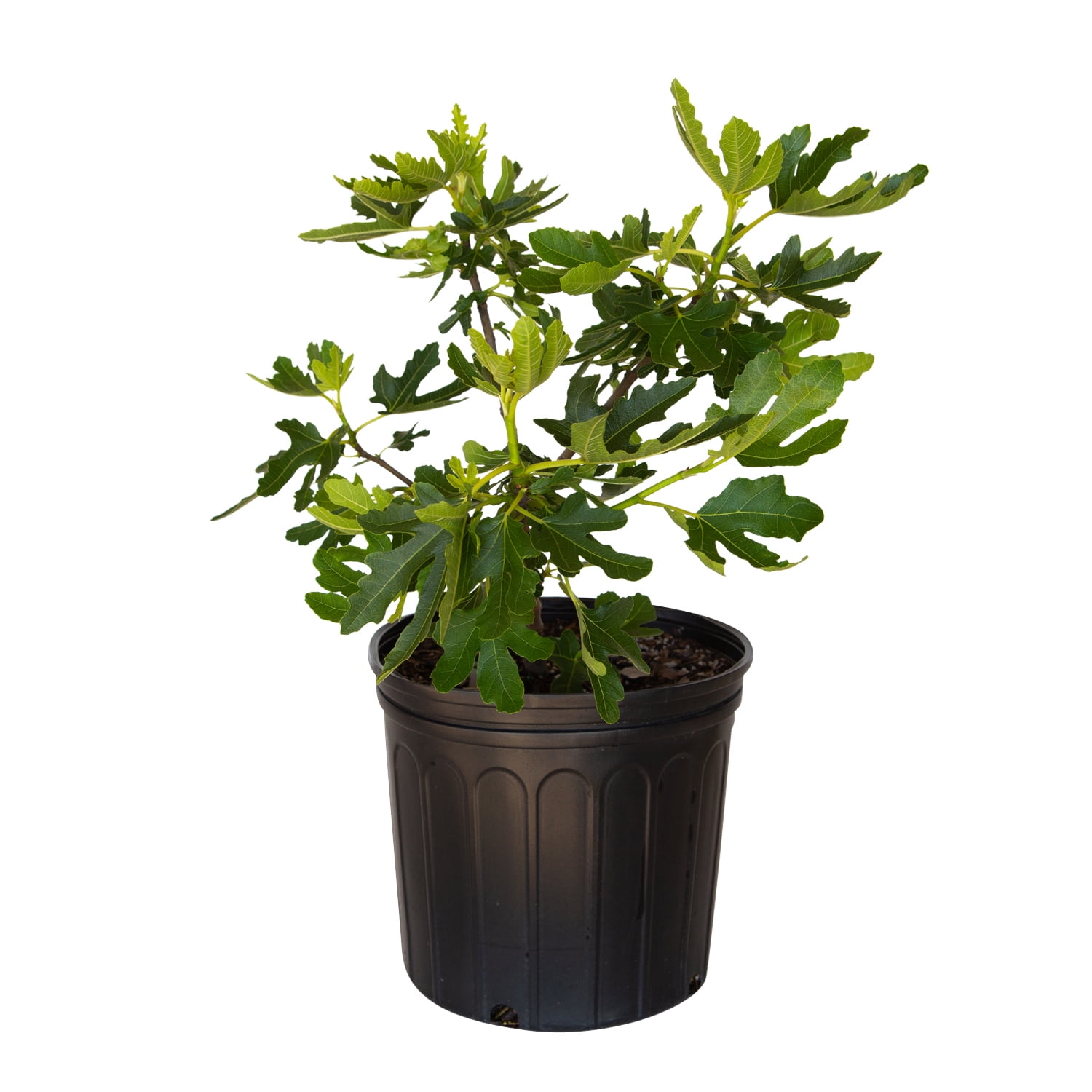 Expert Gardener Flowerwood Celeste Fig Live Tree - Walmart.com