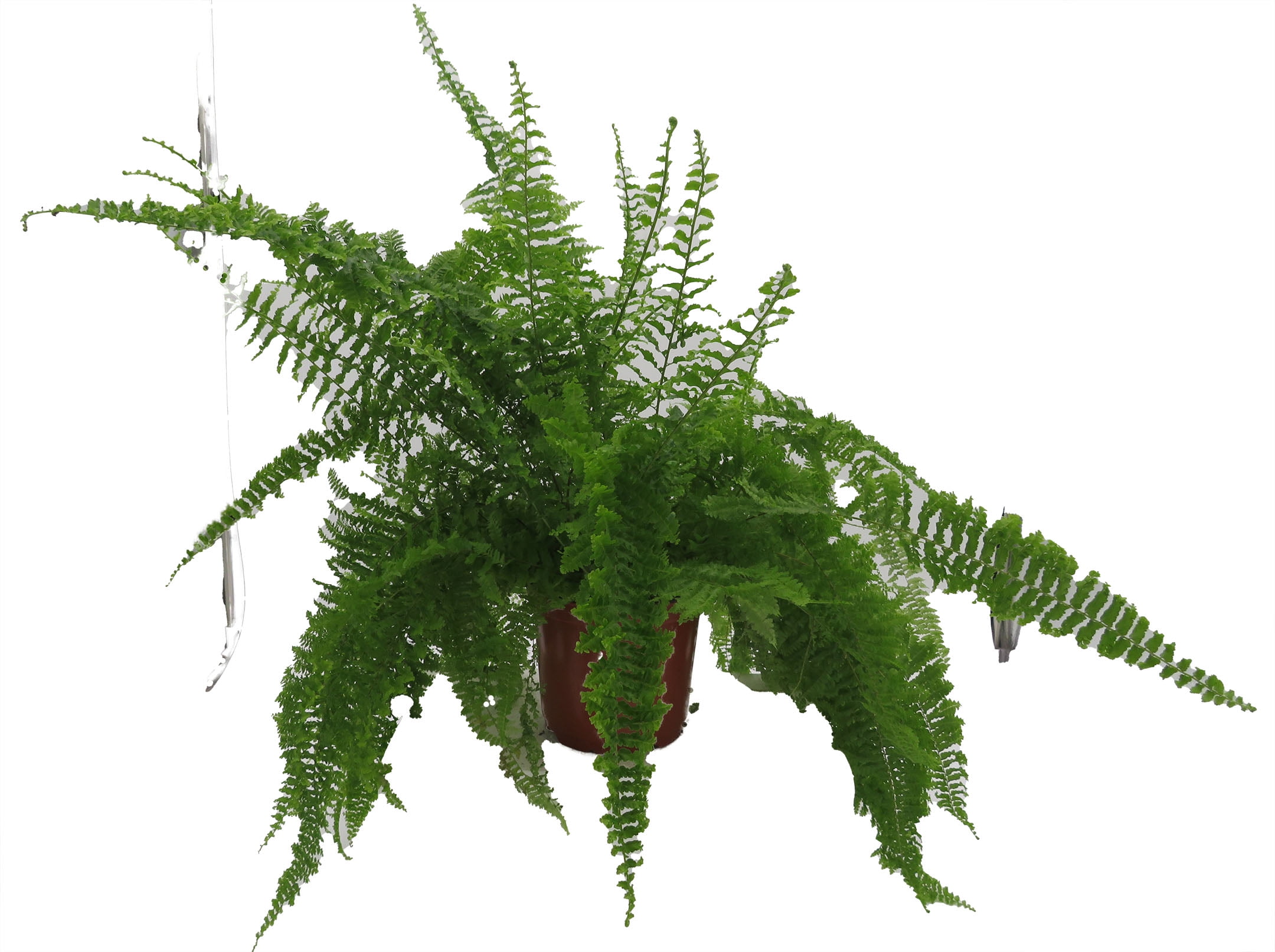 Fluffy Ruffles Fern - Nephrolepis exaltata - 6" Pot - Walmart.com