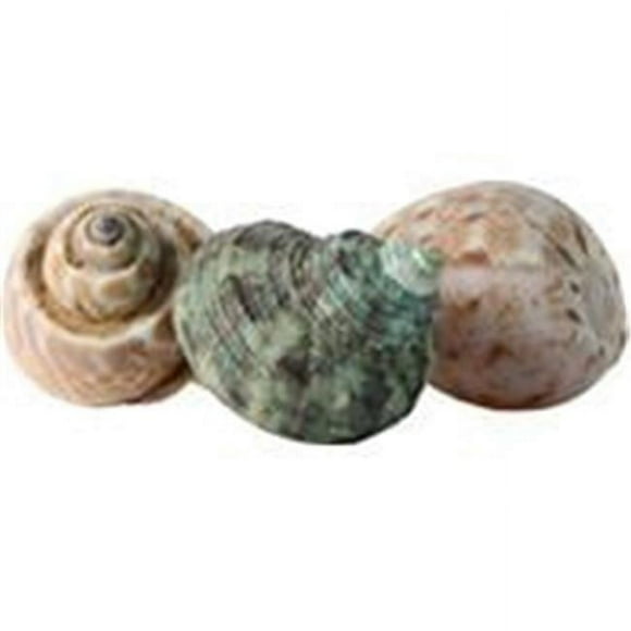 Hermit Crab Shells in Hermit Crabs - Walmart.com