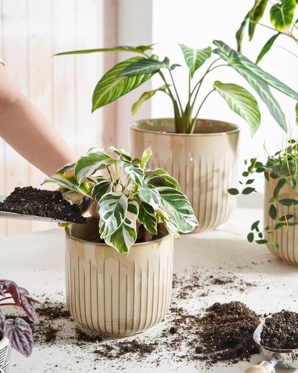 Fluted Ceramic Planters Set of 3 – 8.3/7 / 5.7 in Cloud Cream Reactive ...