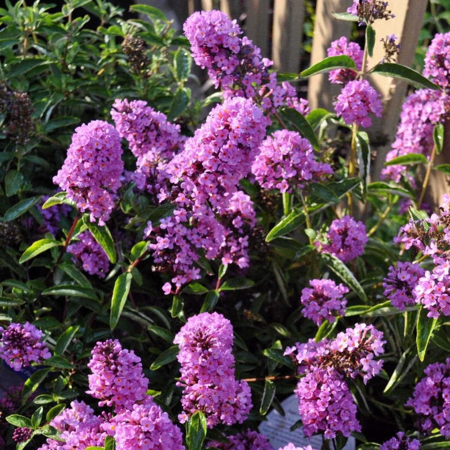 Buddleia Flutterby Petite® Tutti Fruitti ~ Butterfly Bush - 3 Gallon ...