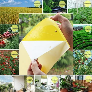 Guo Tao 20-100pcs Sticky Insect Board Powerful Flycatcher Sticker Sheet ...