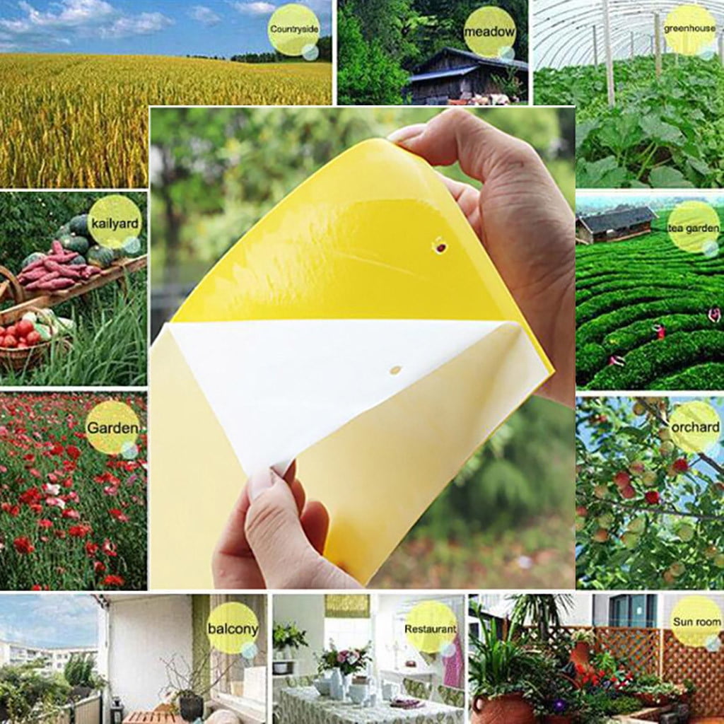 Fly Glue Trap 20-Pack 20*15 Feet Each, Adhesive Fly Traps Outdoor ...