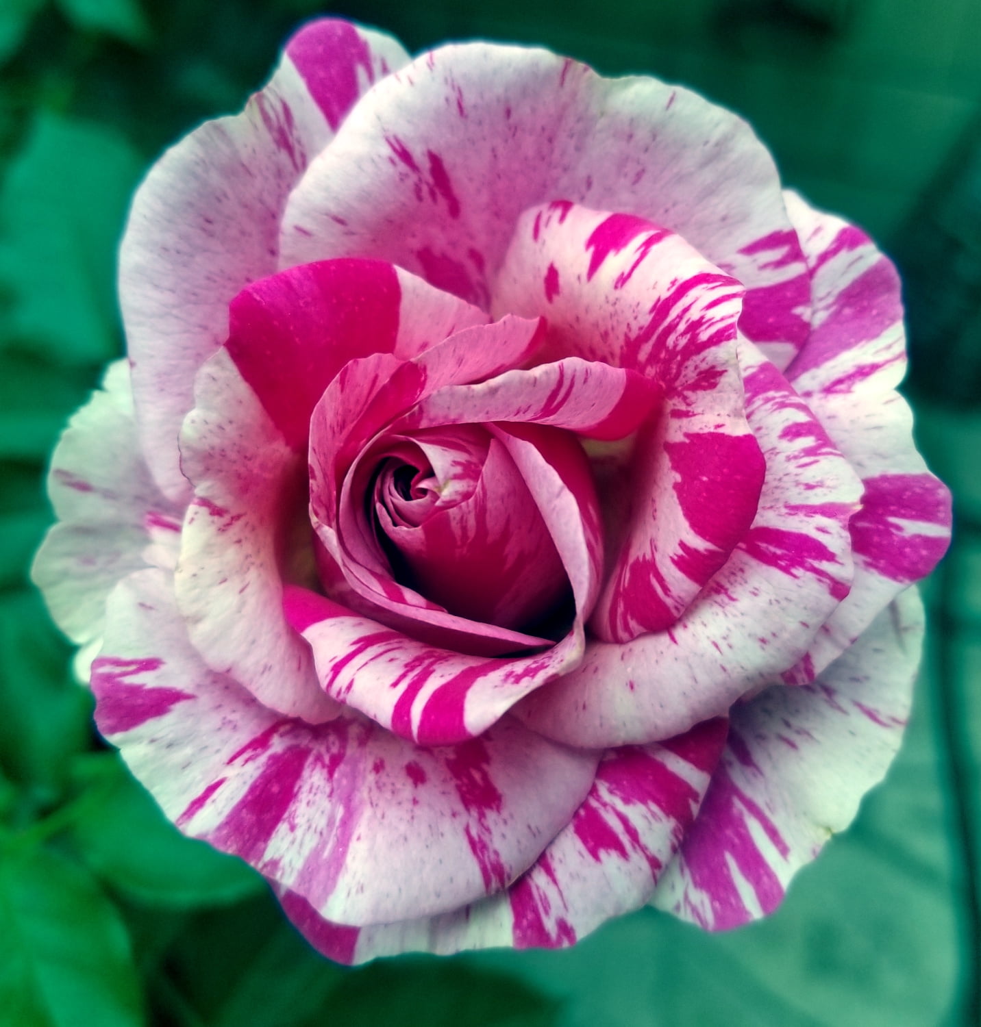 Fly So High Climbing Rose Dormant Bare Root Shrub - Walmart.com