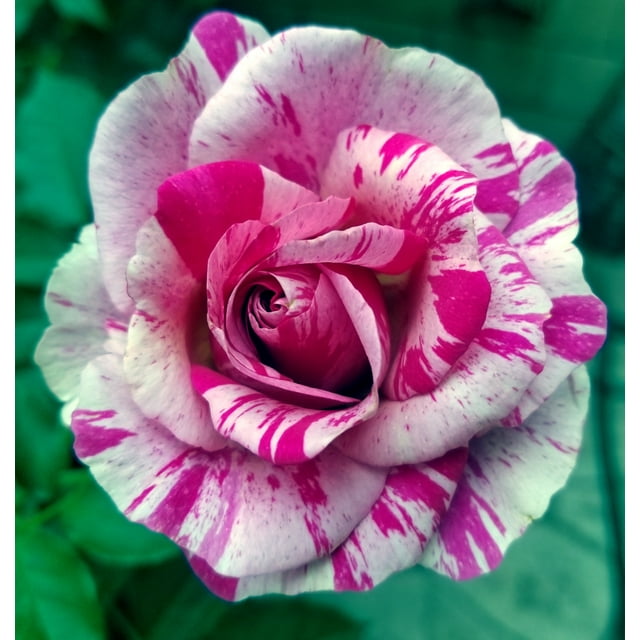 Fly So High Climbing Rose Dormant Bare Root Shrub - Walmart.com