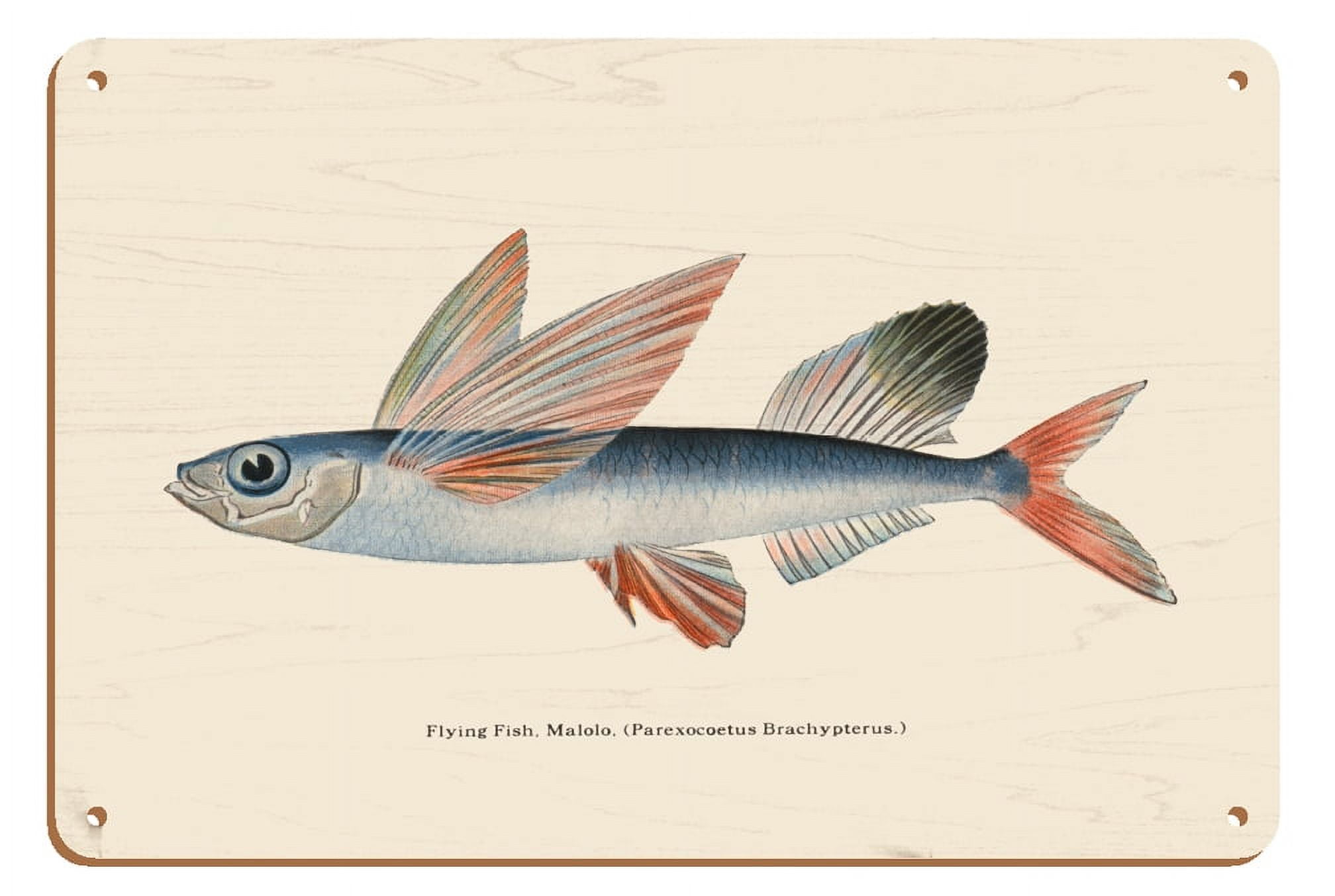 Flying Fish (Malolo) - The Waikiki Aquarium Hawaii - Vintage Hawaiian ...