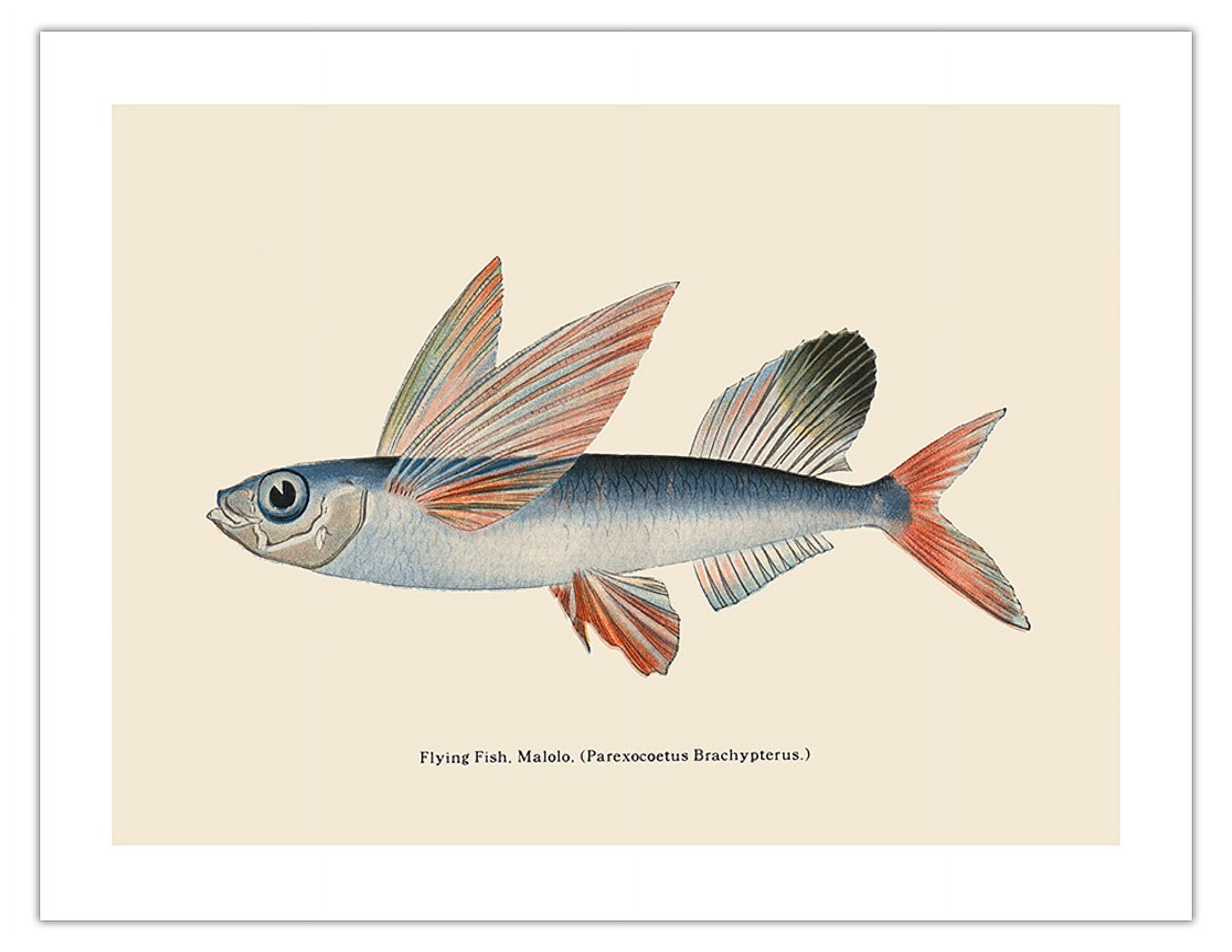 Flying Fish (Malolo) - The Waikiki Aquarium Hawaii - Vintage Hawaiian ...