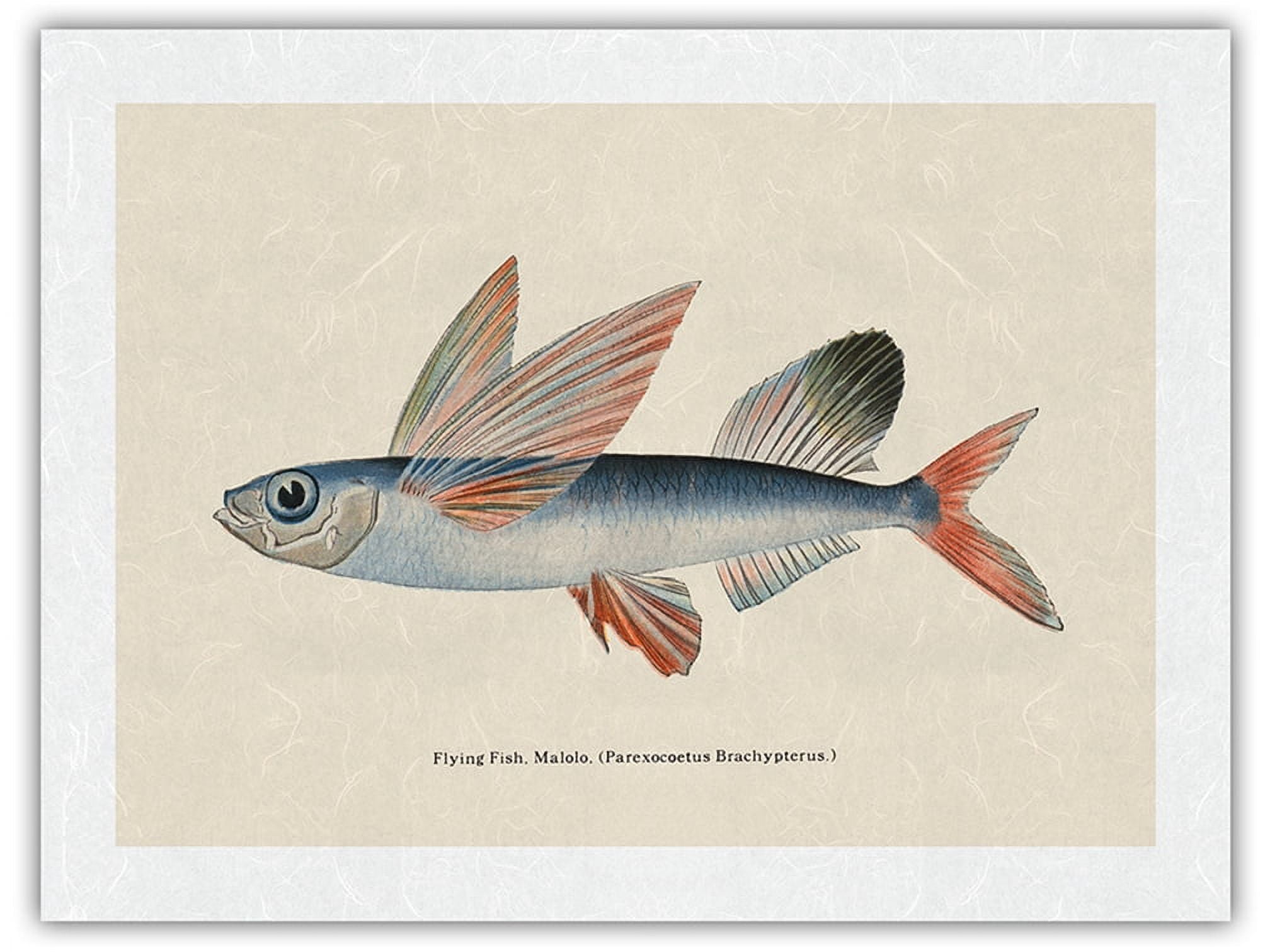 Flying Fish (Malolo) - The Waikiki Aquarium Hawaii - Vintage Hawaiian ...
