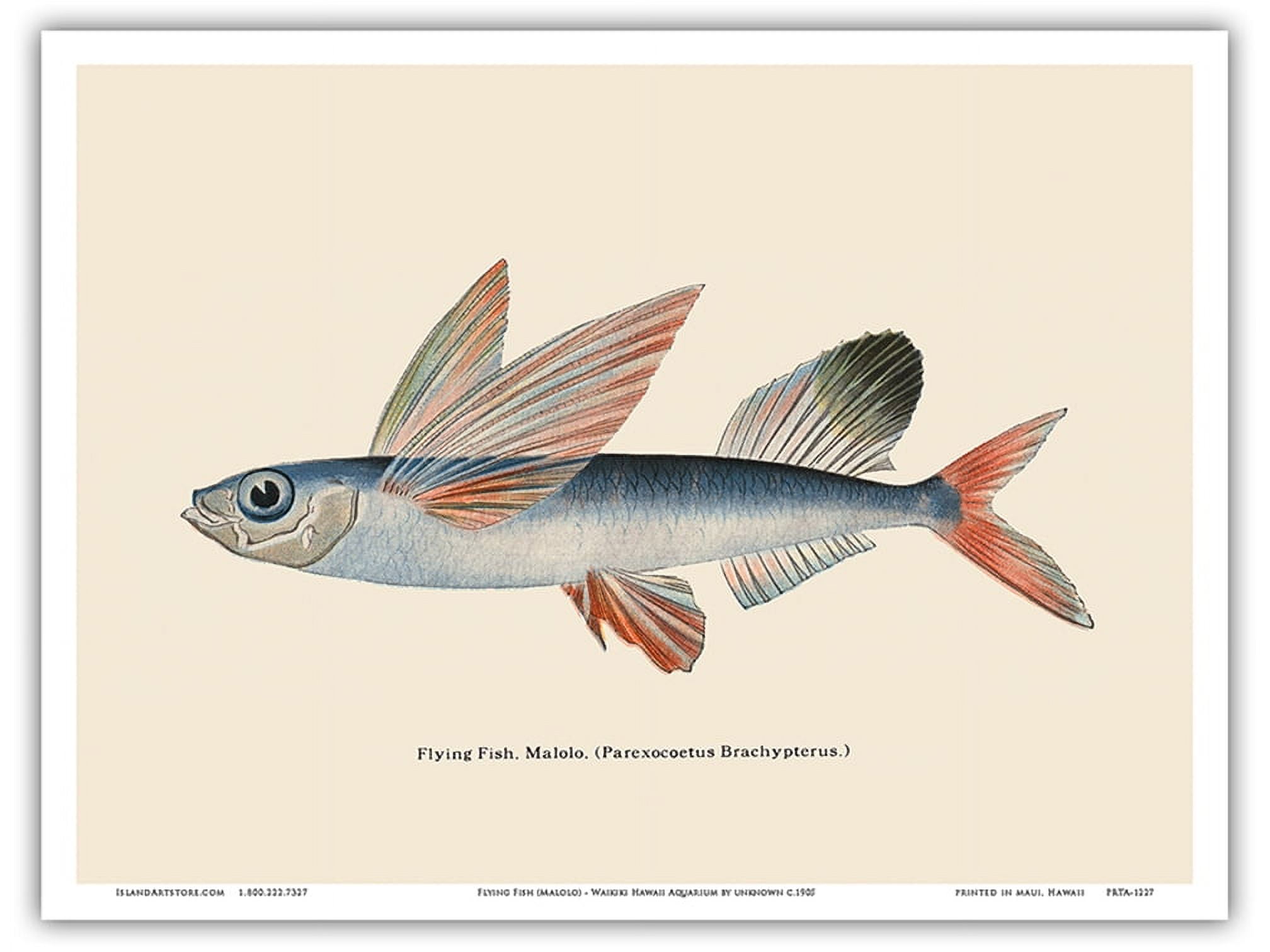 Flying Fish (Malolo) - The Waikiki Aquarium Hawaii - Vintage Hawaiian ...