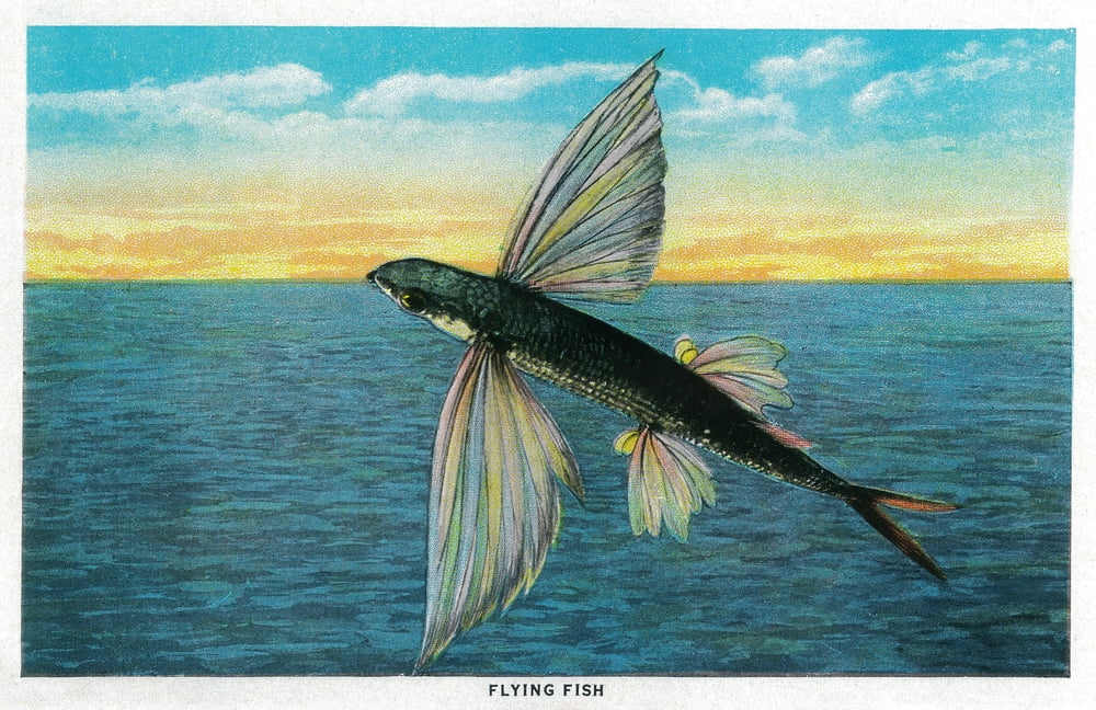 Flying Fish at Catalina Island (12x18 Wall Art Poster, Room Decor ...