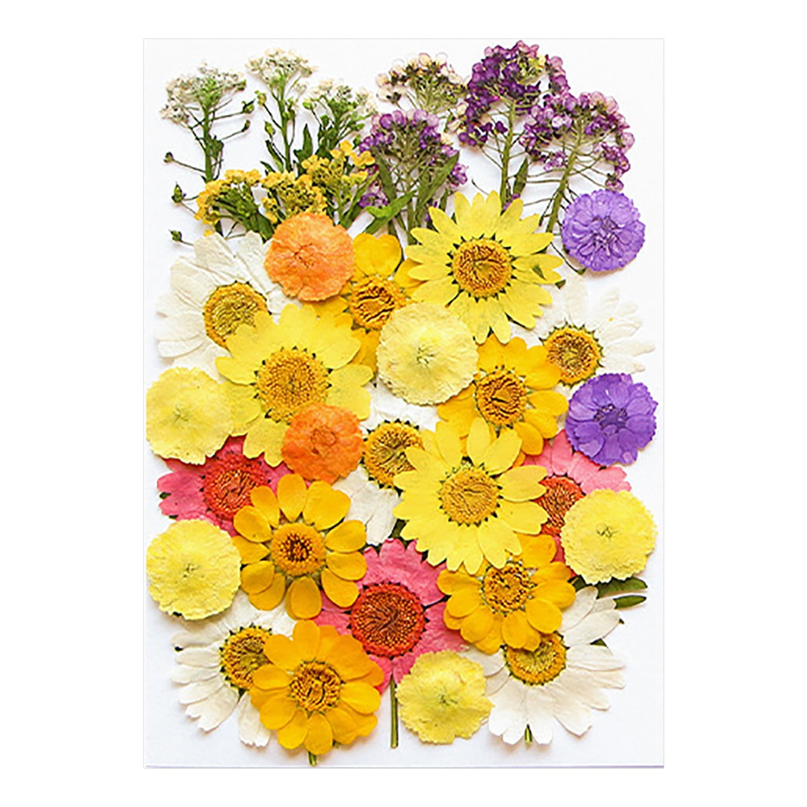 Fnyoxu Dried Flowers, 40 Pcs Real Dried Pressed Flowers and Transparent ...