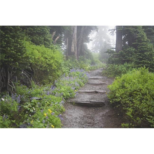Foggy Forest Path Poster Print, 38 x 24 - Walmart.com