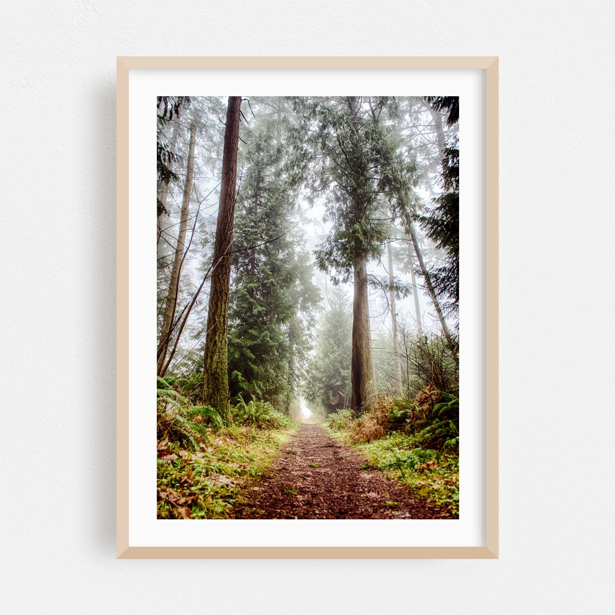 Foggy Trail - Photography Forest Nature Woodland Scenic Foggy ...