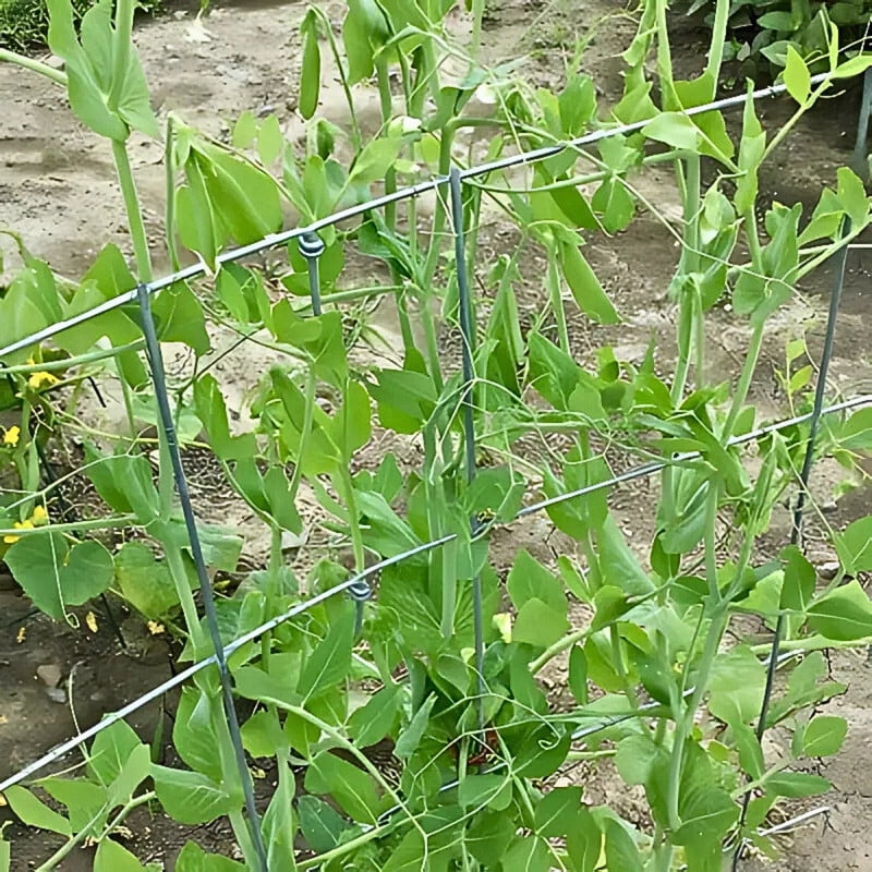 Folding Wire Vegetable Trellis/Fence - 7ft, Galvanized - 2 Pack for Pea ...