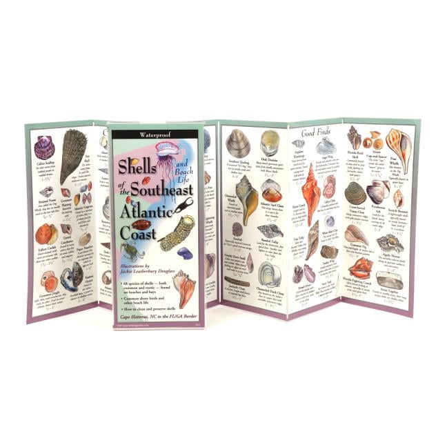 FoldingGuides: Shells and Beach Life of the Southeastern Atlantic Coast ...