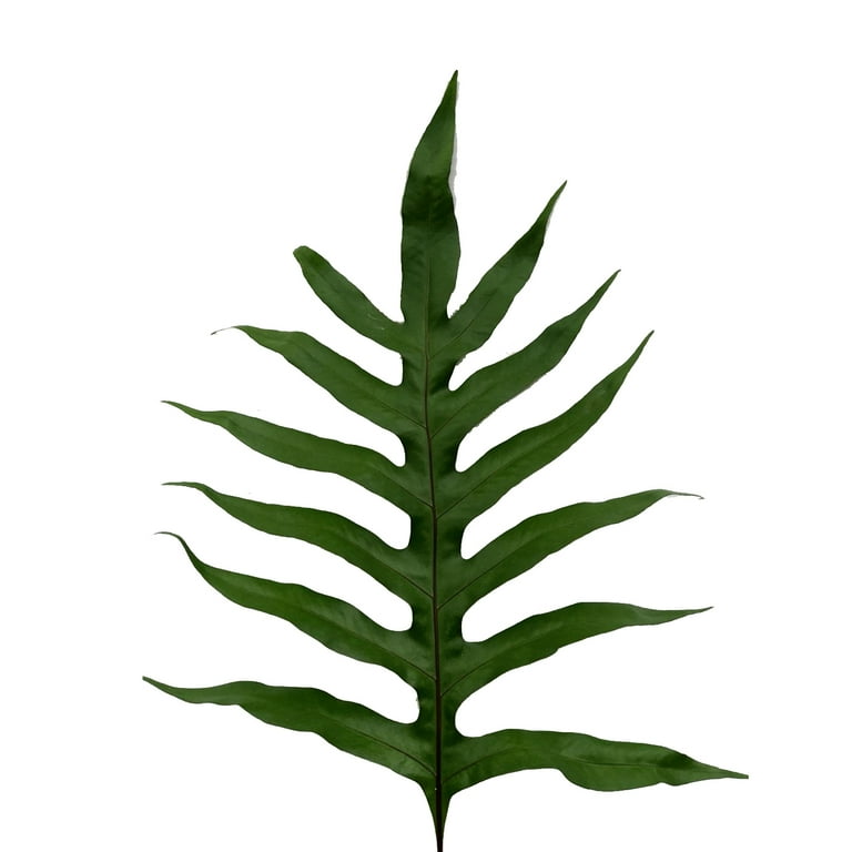 Flat Leaf Fern