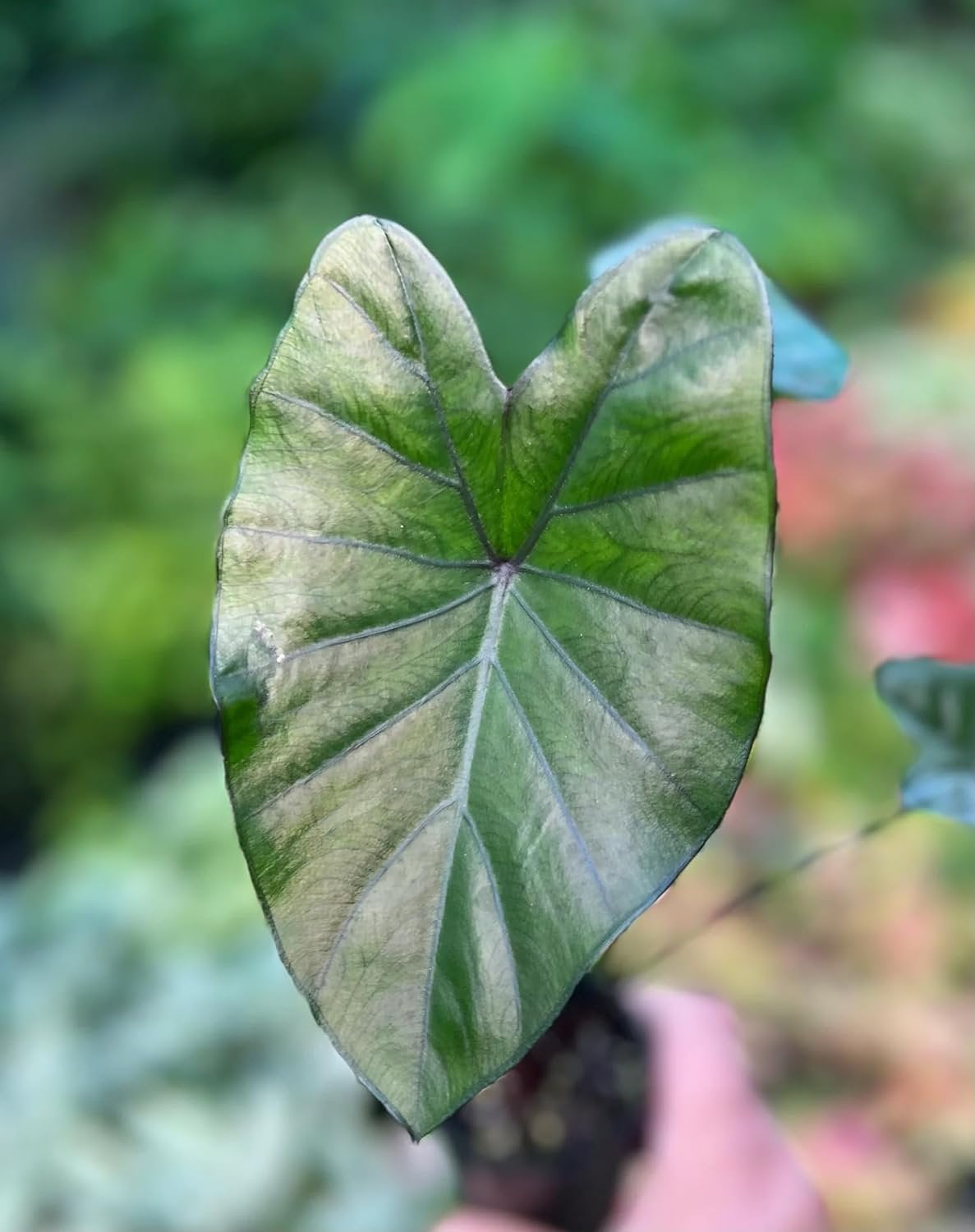 Fontenesii Colocasia - 4 Live Starter Plants - Colocasia Esculenta ...