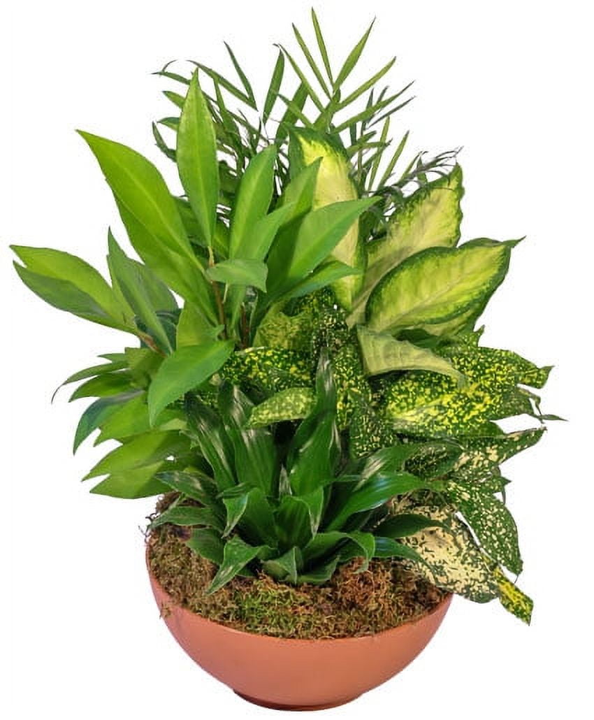 Foo-te's Flowers - Green Thumb Dish Garden - Deluxe - Walmart.com
