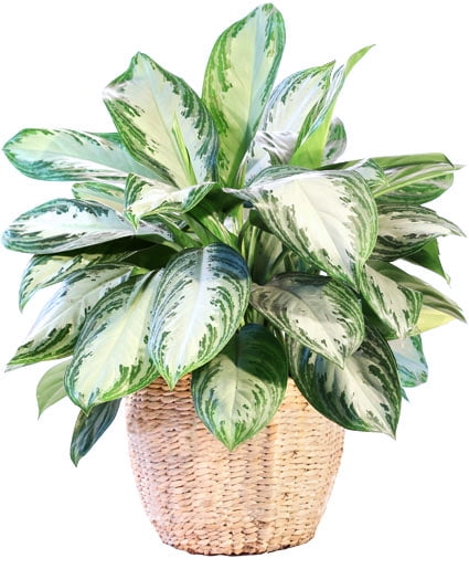 Foo-te's Flowers - Large Chinese Evergreen House Plant - Deluxe ...