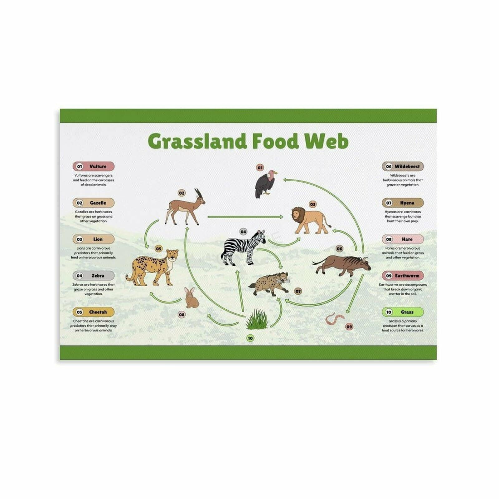 Food Chain And Food Web Ecosystem Chart Poster Science Education (6 ...