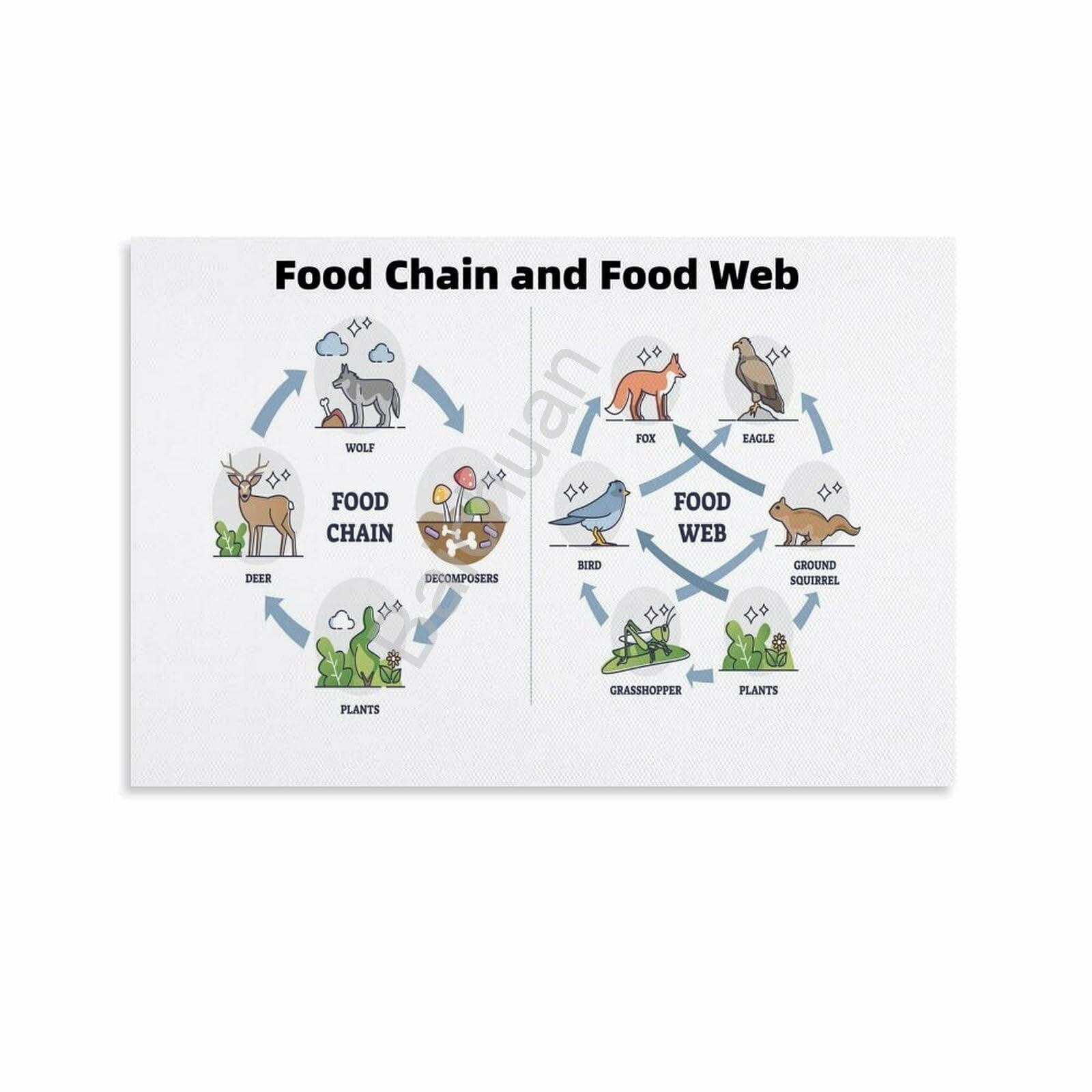 Food Chain And Food Web Ecosystem Chart Science Education Poster 1 ...