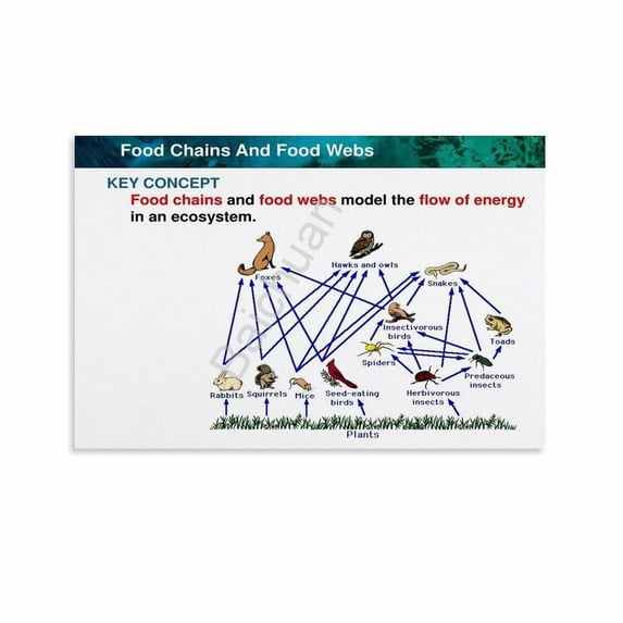 Food Chain And Food Web Ecosystem Chart Science Education Poster 2 ...