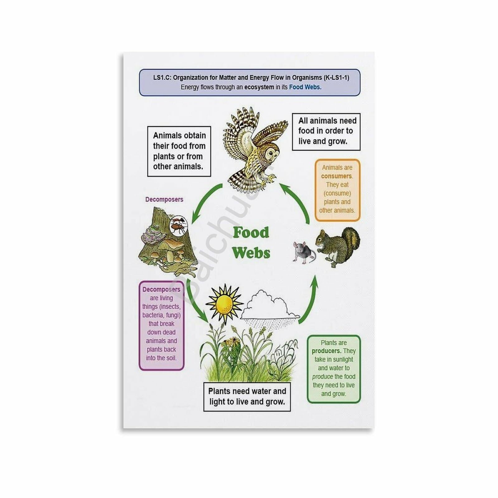 Food Chain And Food Web Ecosystem Chart Science Education Poster 3 ...