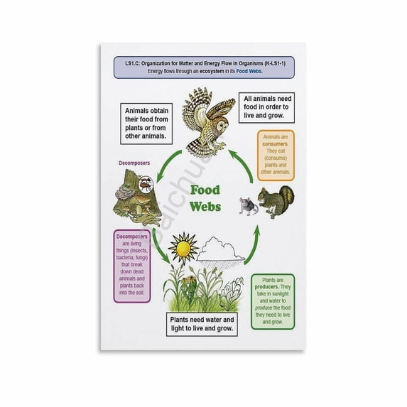 Food Chain And Food Web Ecosystem Chart Science Education Poster 3 ...