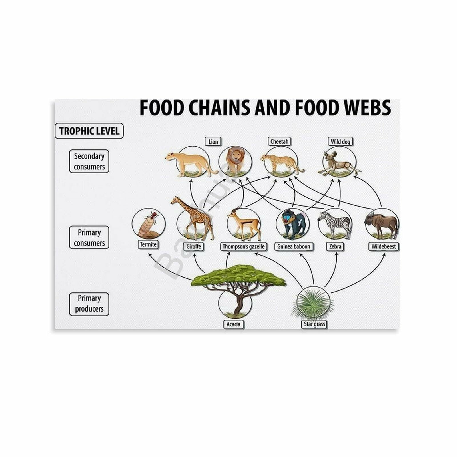Food Chain And Food Web Ecosystem Chart Science Education Poster 4 ...