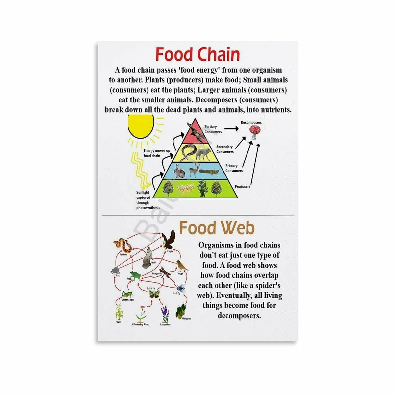 Food Chain And Food Web Ecosystem Chart Science Education Poster 5 ...